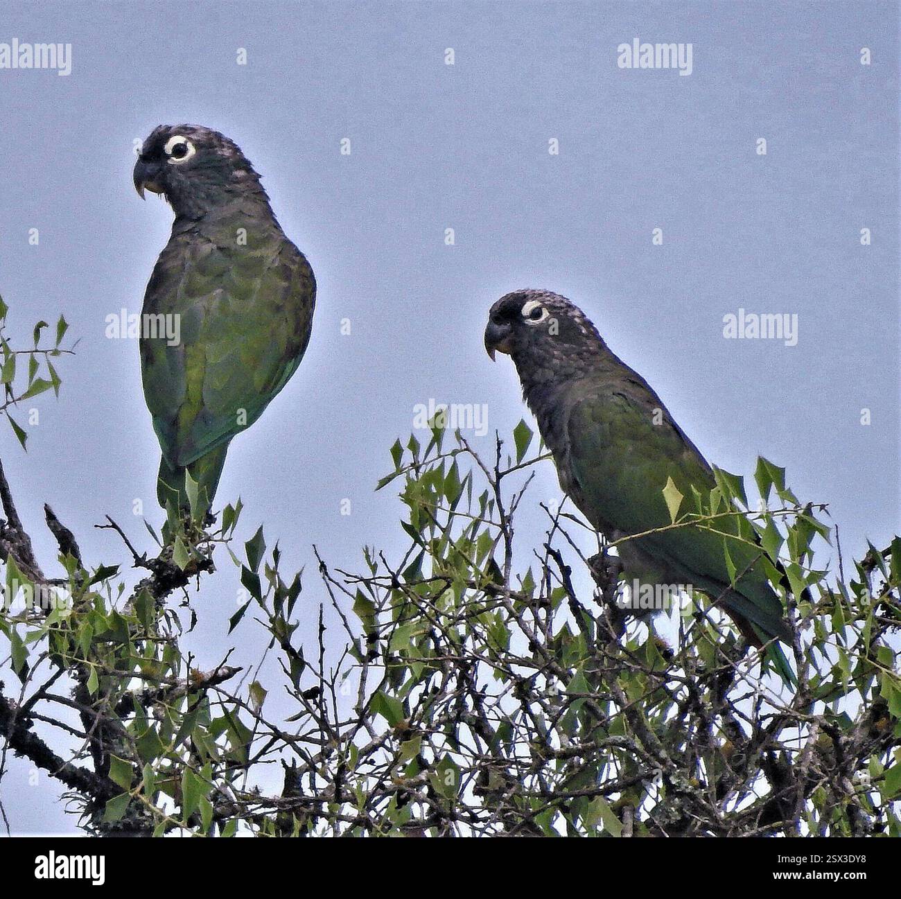 Scaly-headed Parrot (Pionus maximiliani), Aves, Anta, Salta, Argentina ...