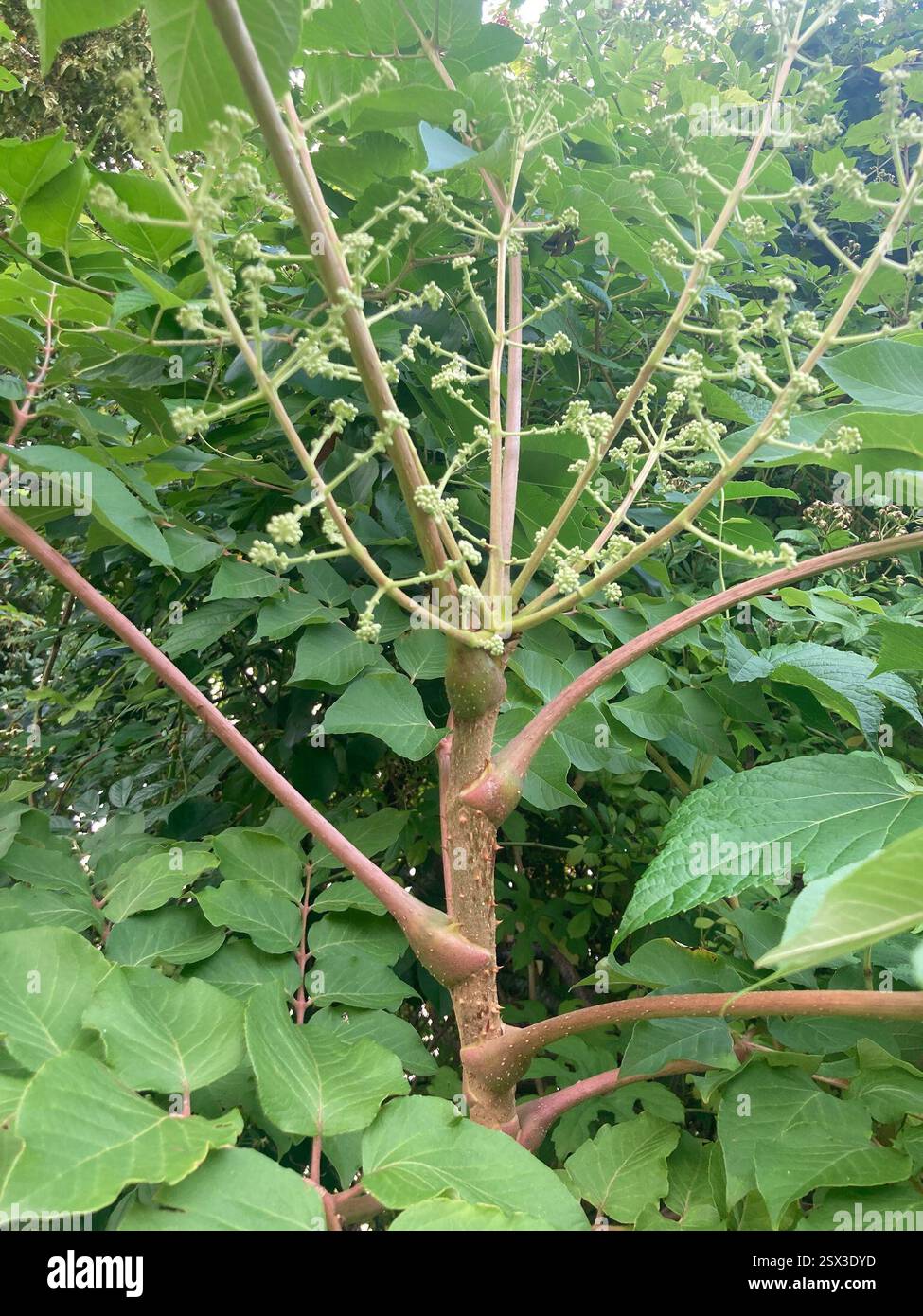 Japanese angelica tree (Aralia elata), Plantae, Sherwood Island State Park, Norwalk, CT, US ...