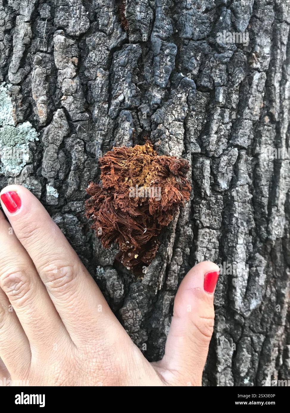 (Inonotus rickii), Fungi, Bulevar 27 de Febrero, Rosario, Santa Fe, AR ...