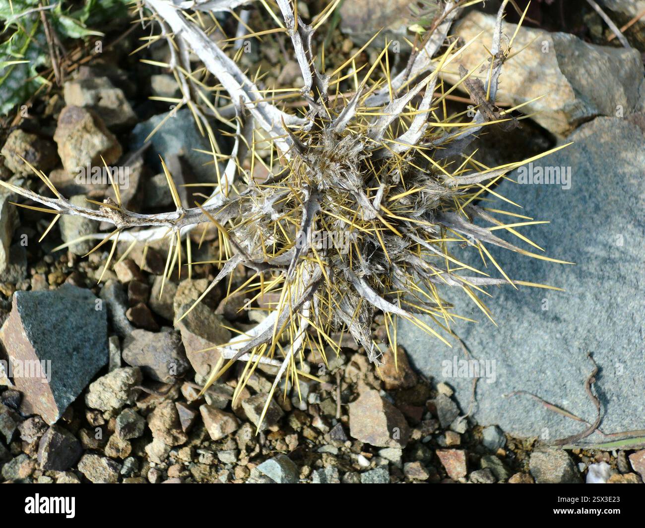 Yellow-spine Thistle (Picnomon acarna), Plantae, Neo Chorio, Cyprus ...