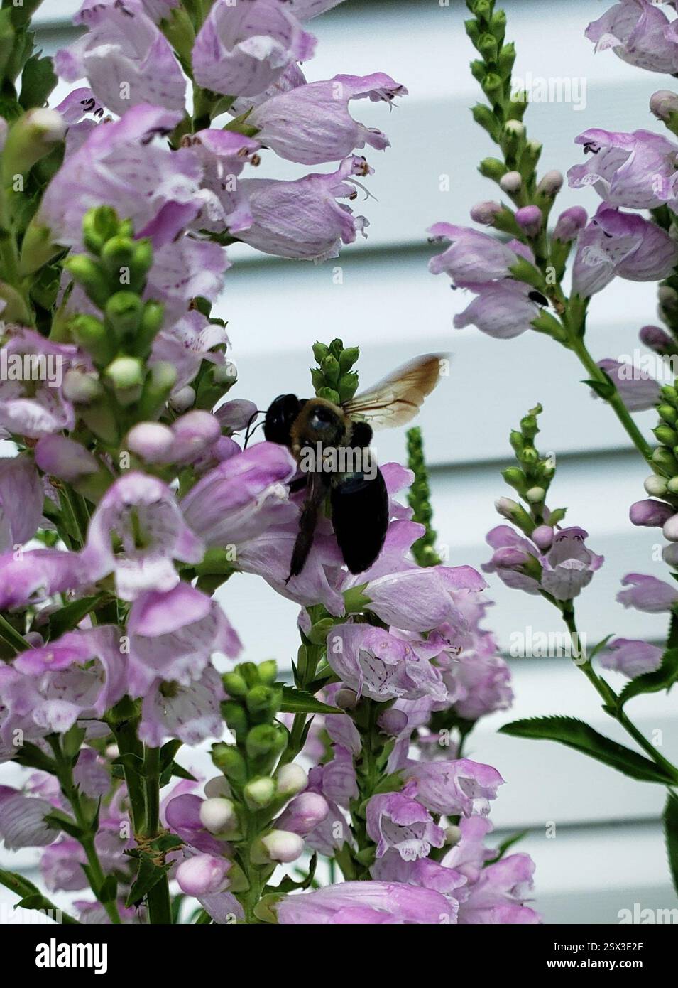 Eastern Carpenter Bee (Xylocopa virginica), Insecta, Gainesville, VA ...