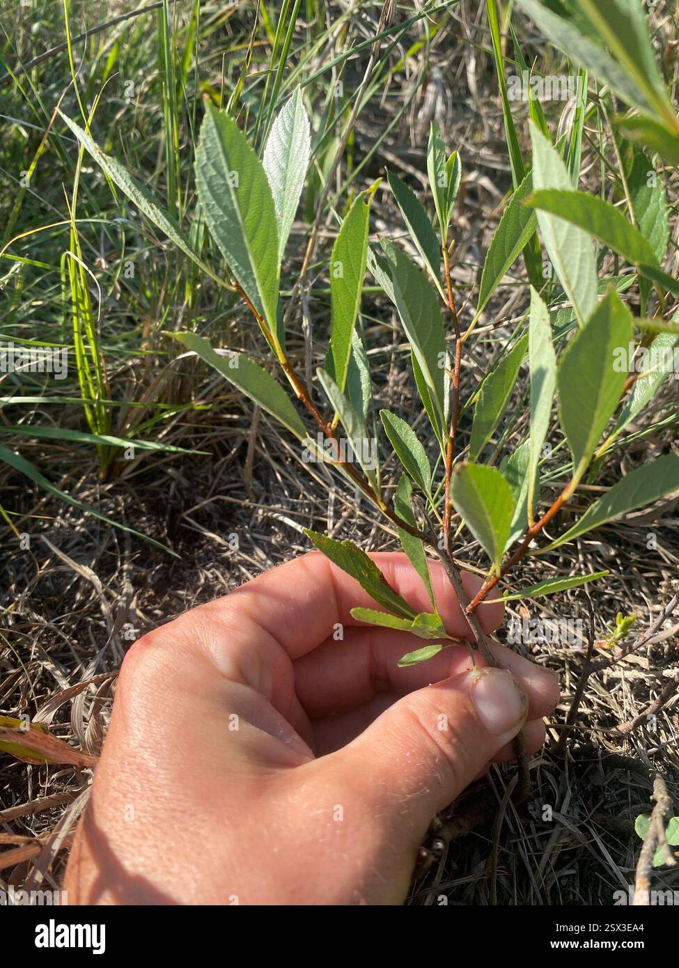 Bessey's Plum (Prunus pumila besseyi), Plantae, Glacial Lakes State ...