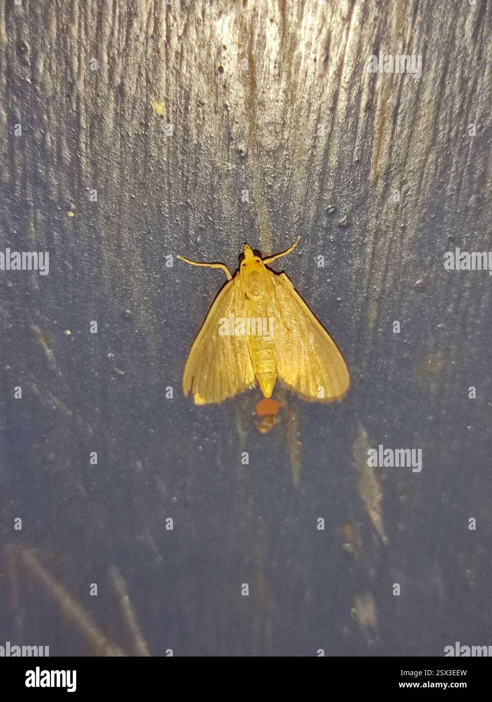 Moths of kerala hi-res stock photography and images - Alamy