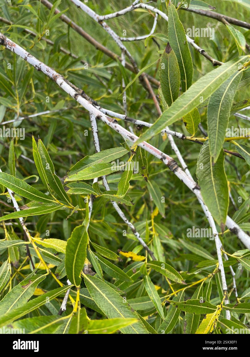 Siberian Violet-willow (Salix acutifolia), Plantae, Кочкуровский р-н ...