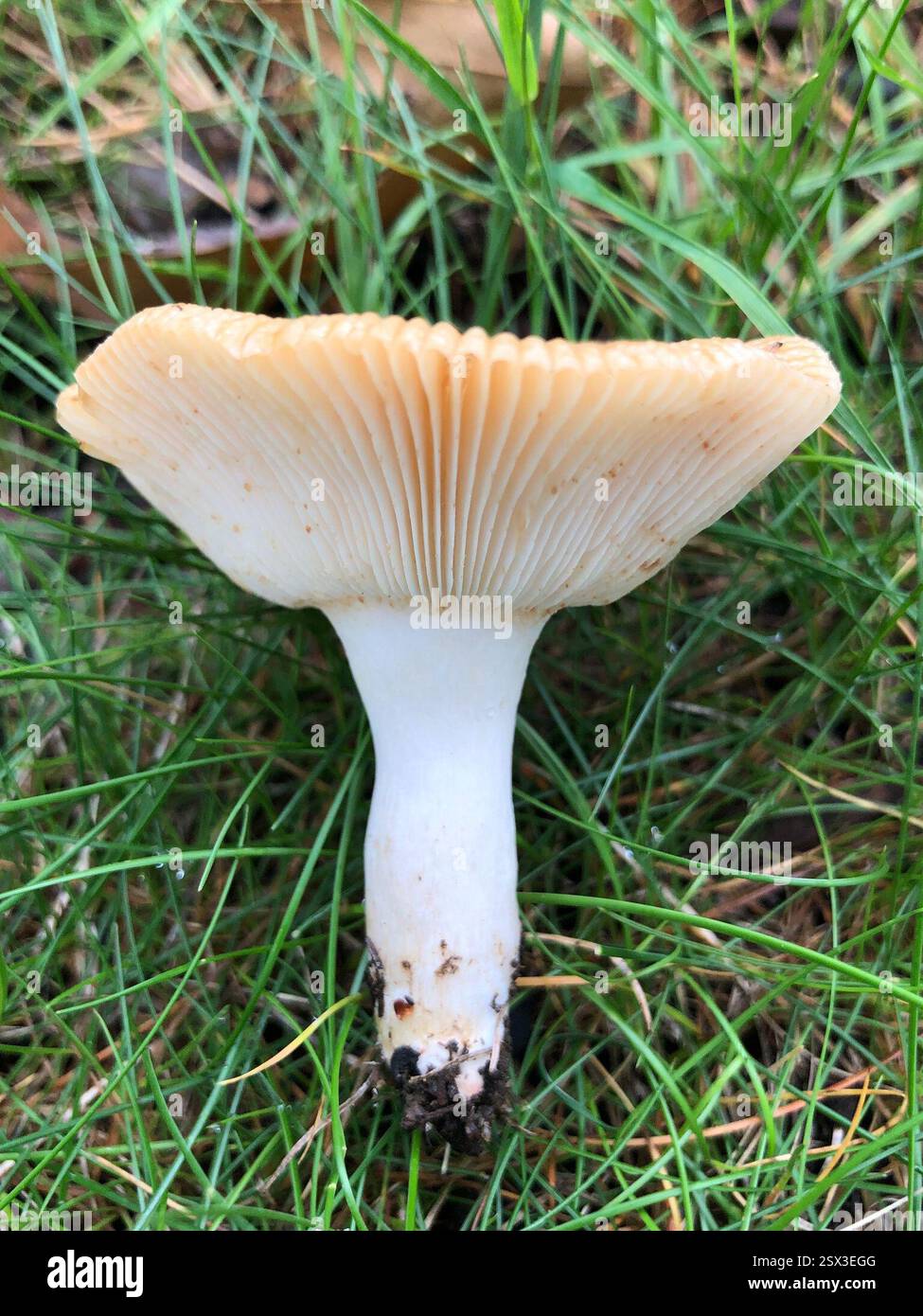 brittlegills (Russula), Fungi, Cambridge Center, Cambridge, MA, US, 6cm ...
