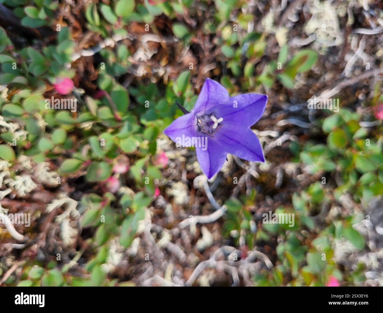 Mountain Harebell (Campanula lasiocarpa), Plantae, Wrangell, AK 99929 ...