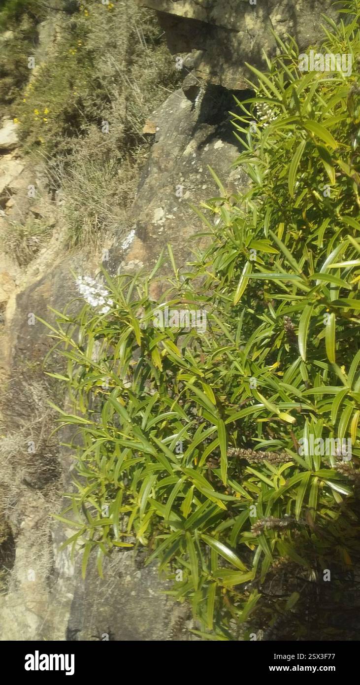 Tree Hebe (Veronica parviflora), Plantae, Nelson, NZ-NE, NZ Stock Photo ...
