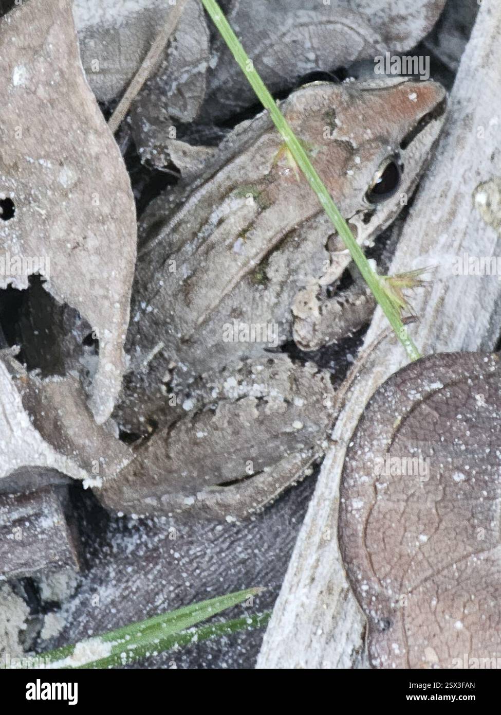 Whistling Grass Frog (Leptodactylus fuscus), Amphibia, Kwakoegron ...