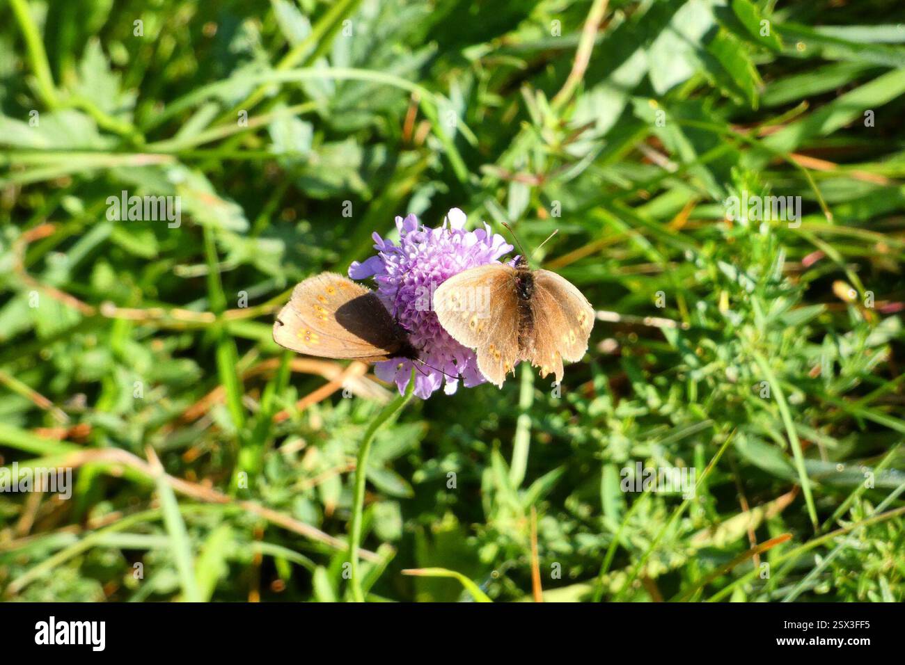 Mountain Ringlet (Erebia epiphron), Insecta, Scanfs, Schweiz Stock ...