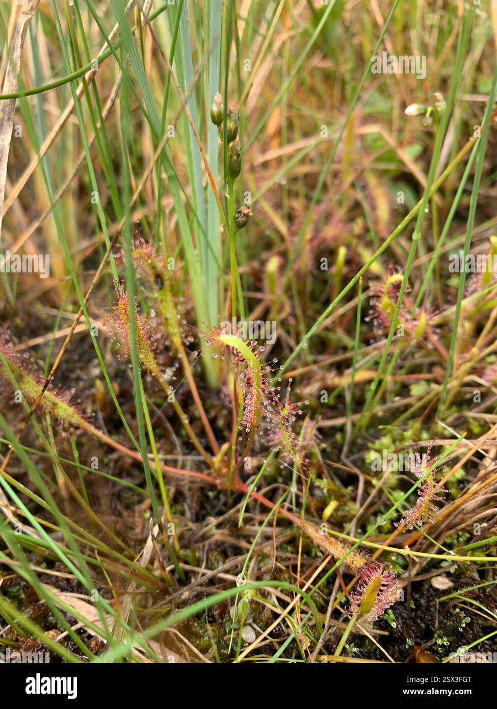 Slenderleaf Sundew (Drosera linearis), Plantae, Yellowhead County, AB ...