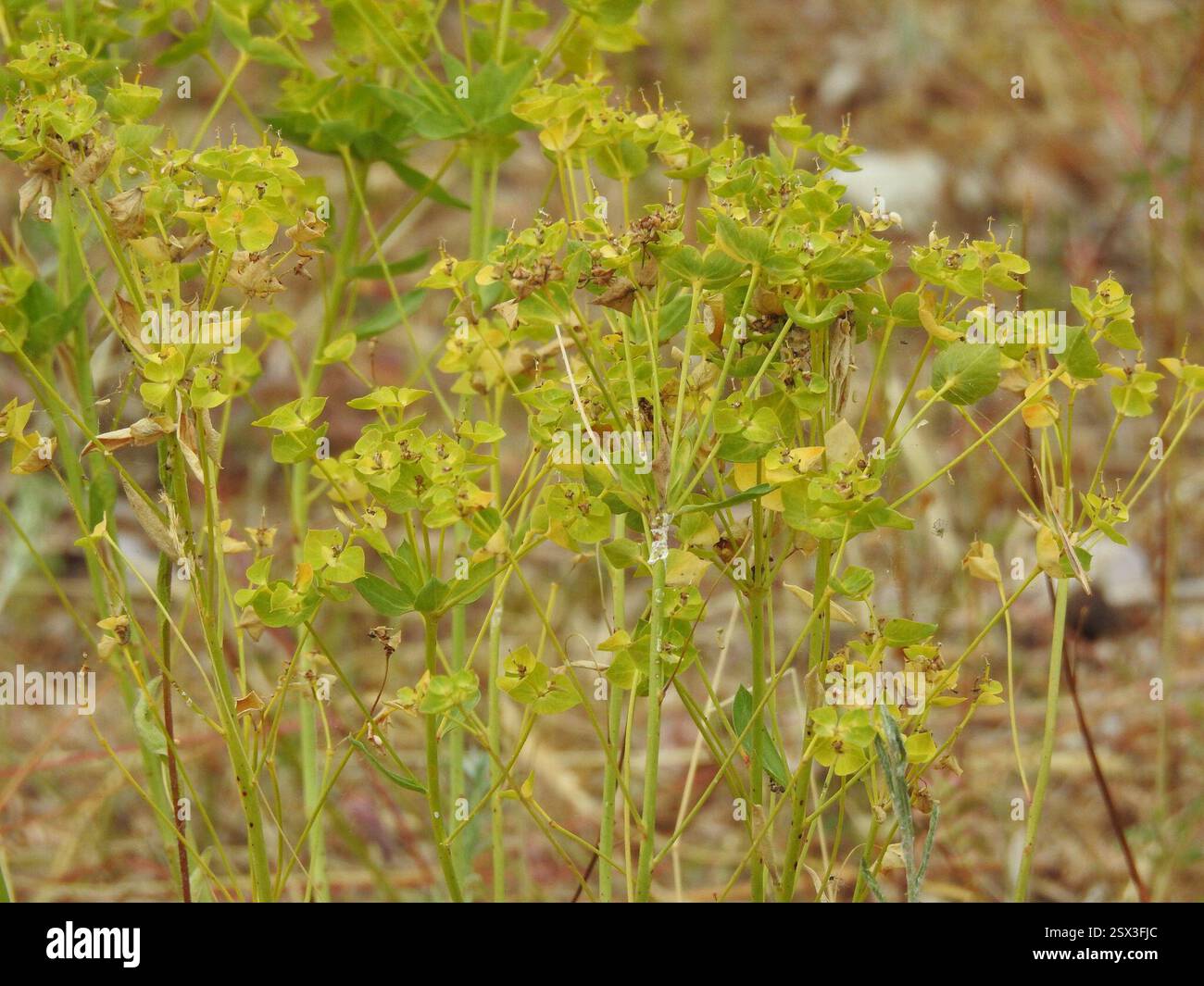 steppe spurge (Euphorbia seguieriana), Plantae, Germany Stock Photo - Alamy