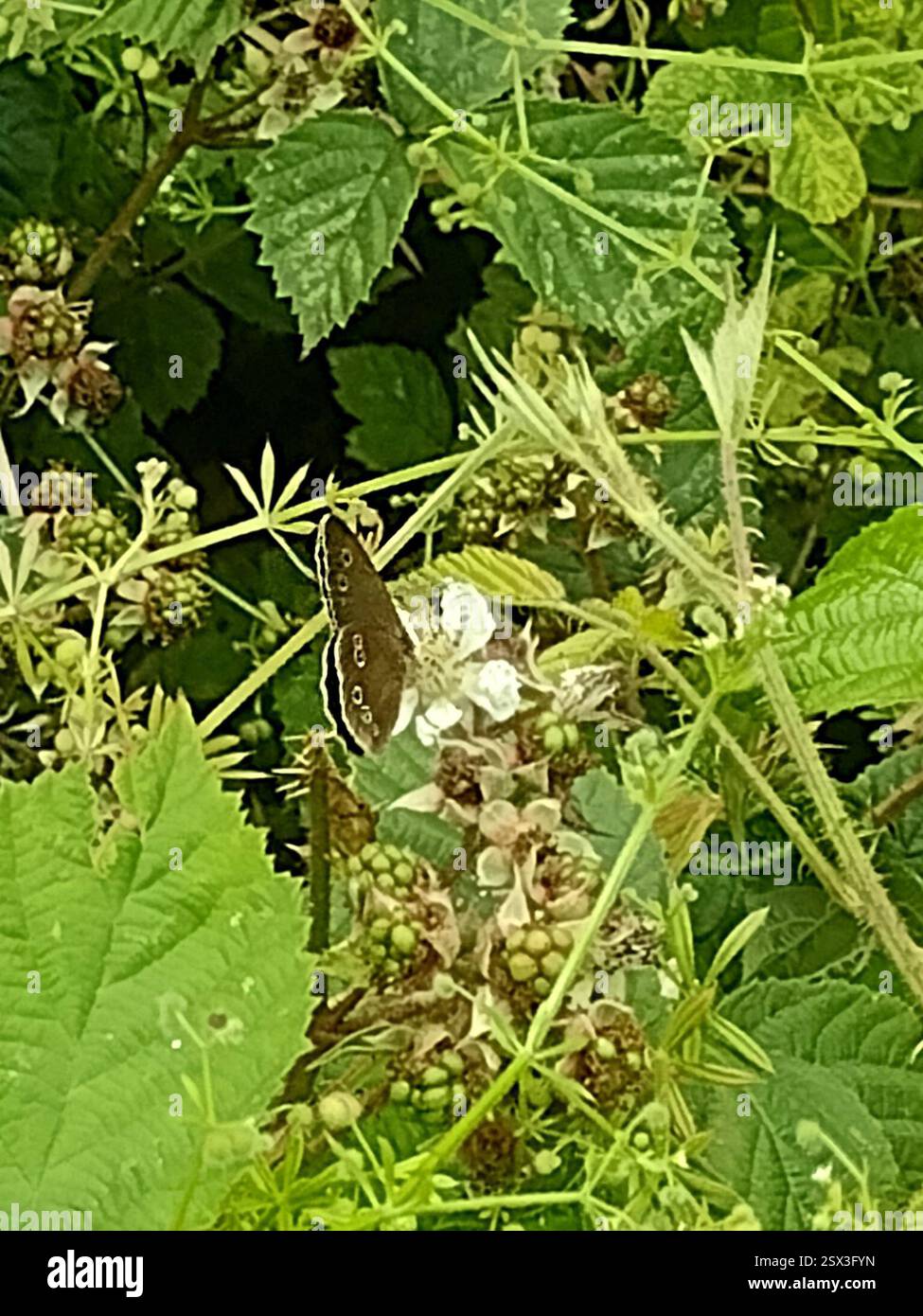 Ringlet (Aphantopus hyperantus), Insecta, Shipley Country Park, Slack ...