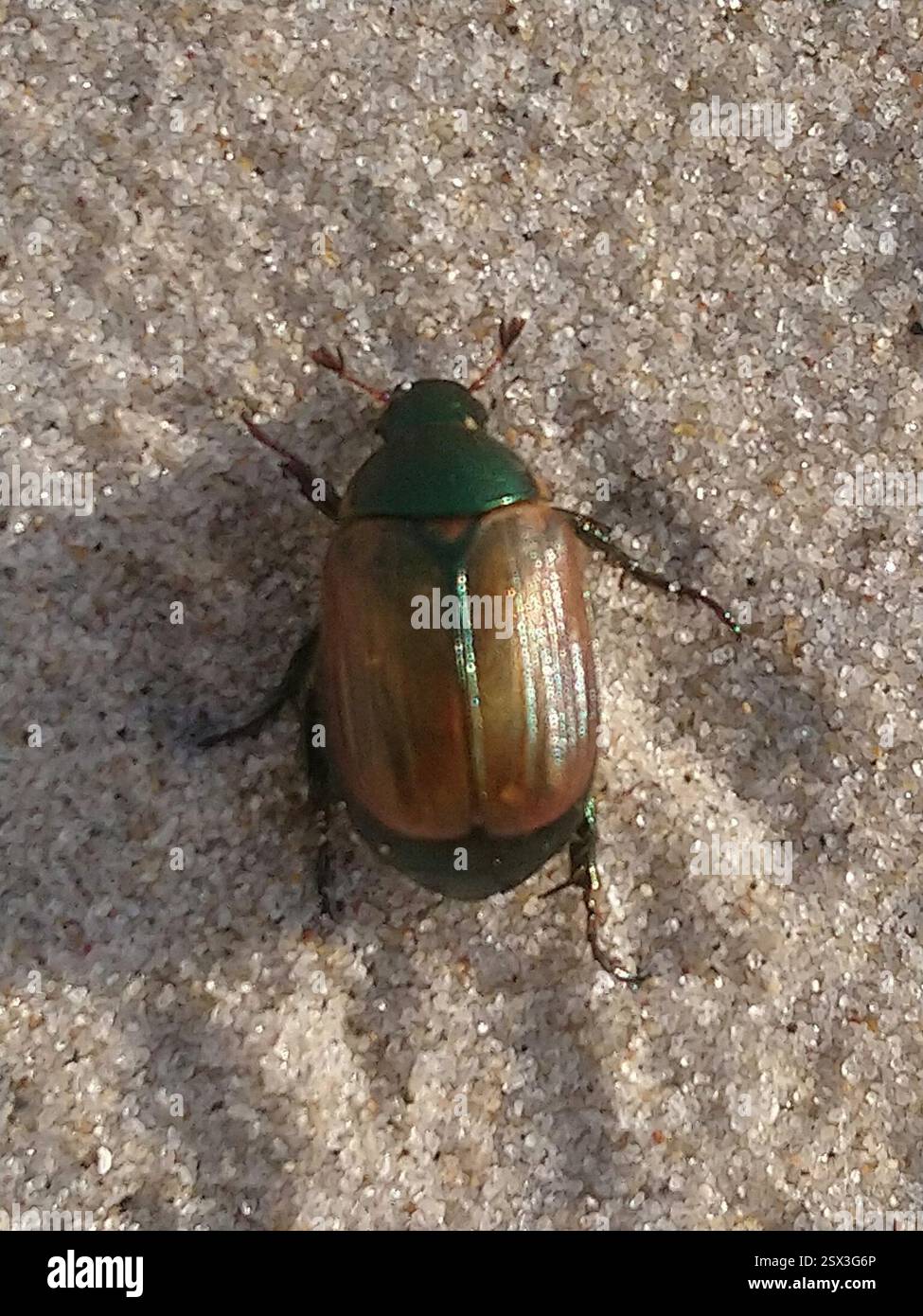 Dune Chafer (Anomala dubia), Insecta, 6840 Oksbøl, Danmark Stock Photo ...
