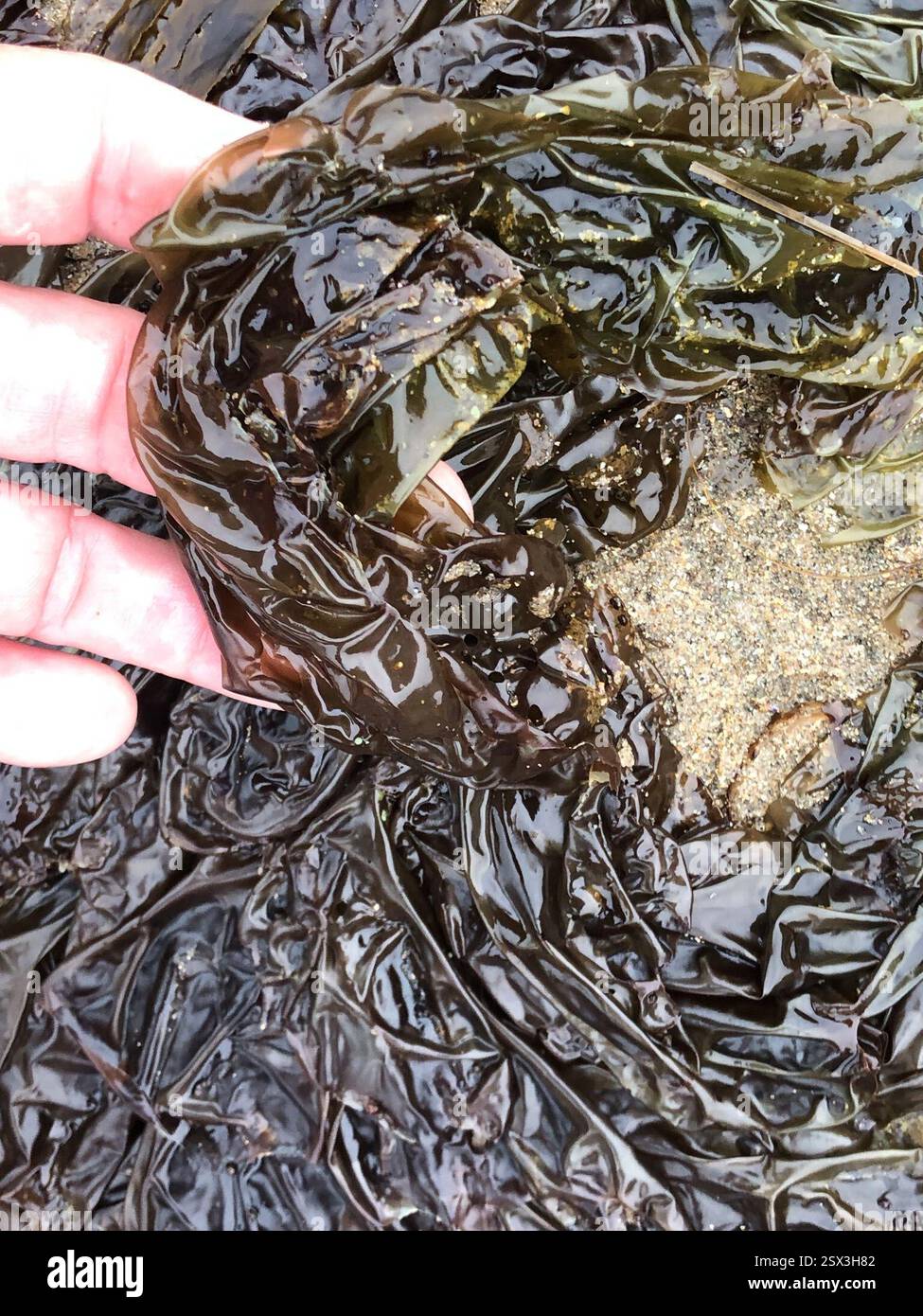 Nori (Pyropia), Plantae, Santa Cruz, California, United States Stock ...
