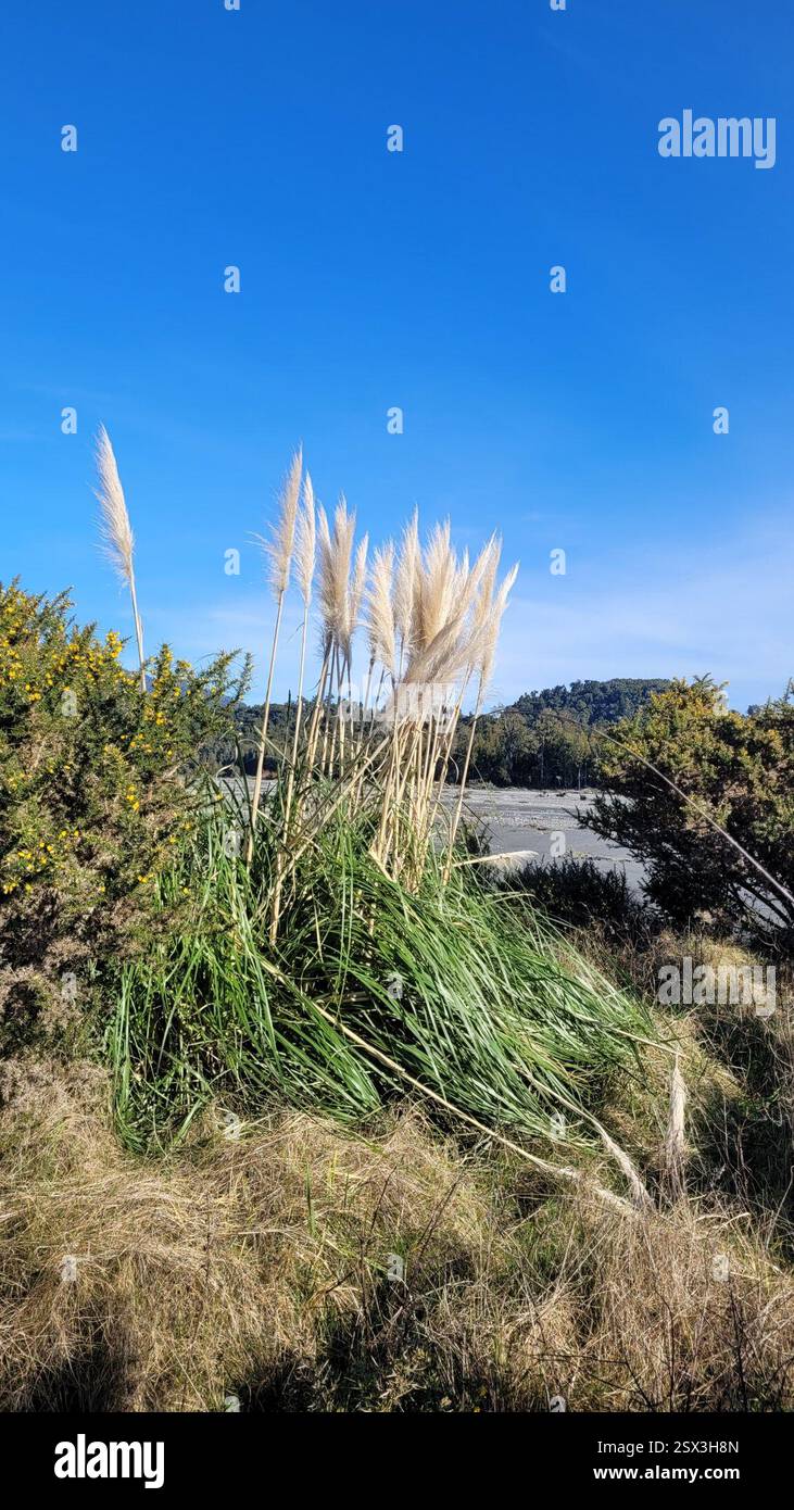 Purple Pampas Grass (Cortaderia jubata), Plantae, Pukekura, New Zealand ...