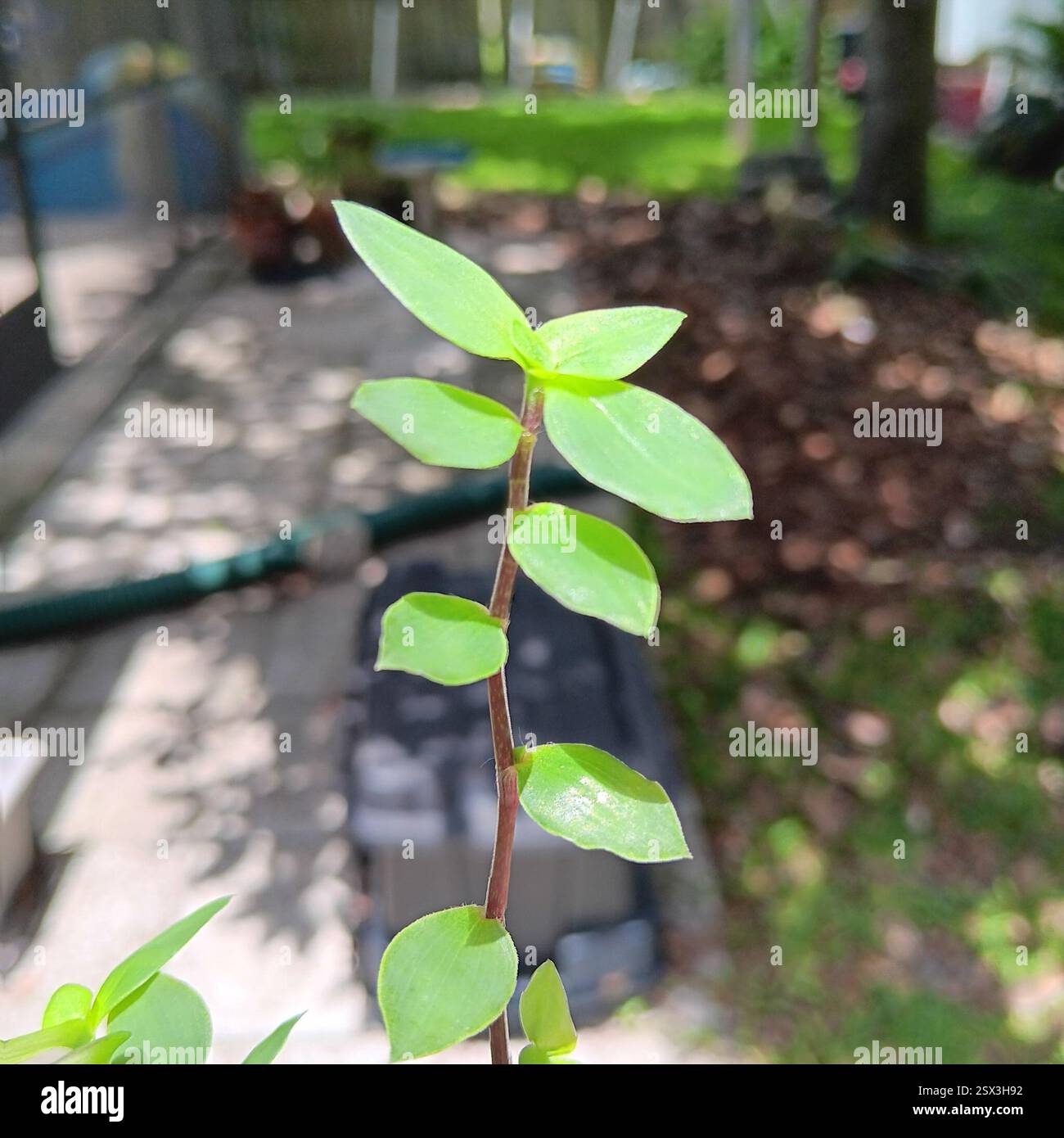Turtle Vine (Callisia repens), Plantae, Doctor Phillips, FL, USA Stock ...