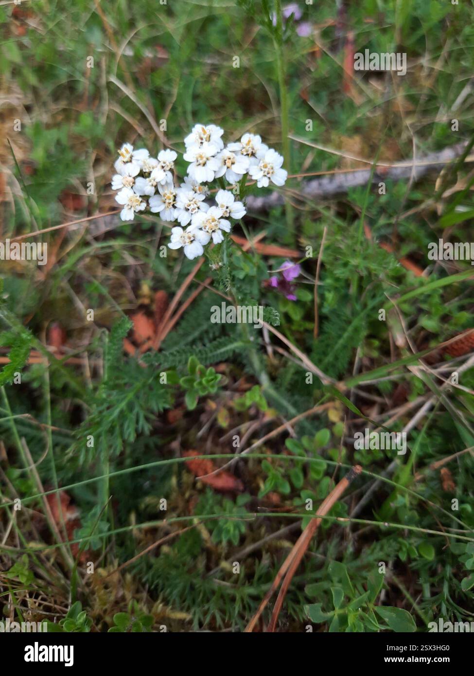 common yarrow (Achillea millefolium), Plantae, Cambus o'May, Ballater ...