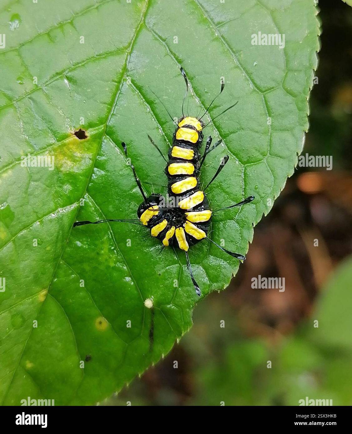 Alder Moth (Acronicta alni), Insecta, Россия Stock Photo - Alamy