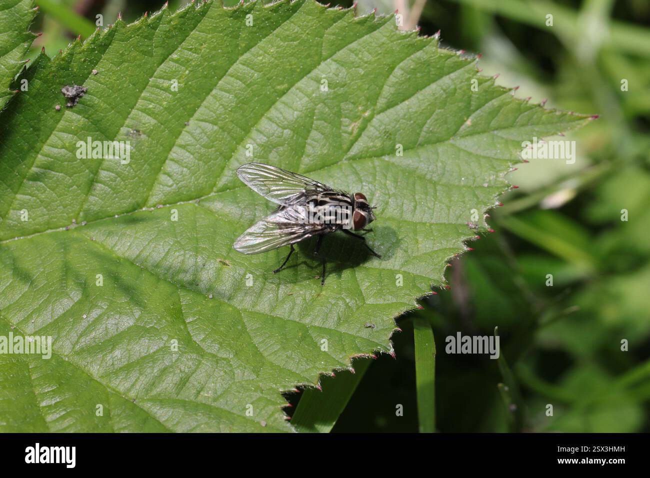 (Graphomya), Insecta, Hale Park, High Street, Hale, Halton, UK Stock ...