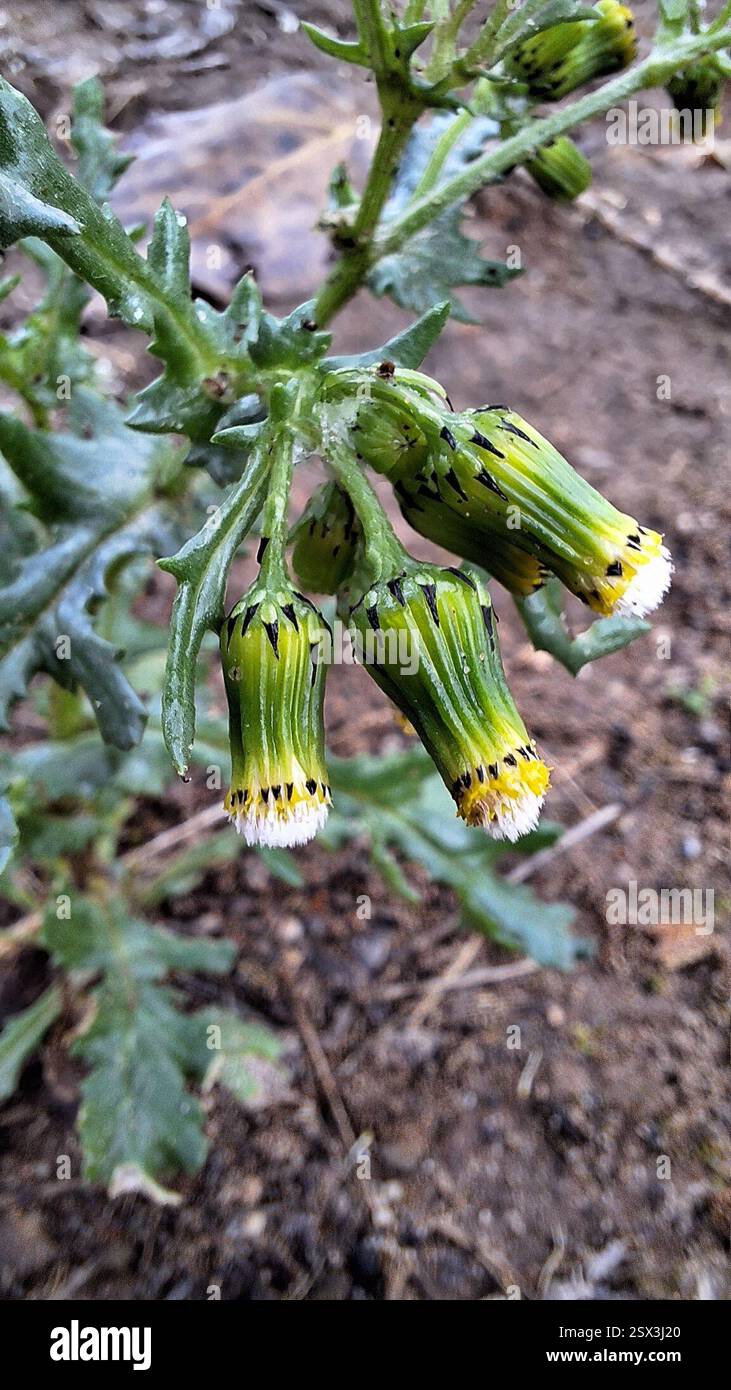 common groundsel (Senecio vulgaris), Plantae, Lower Mitcham SA 5062 ...