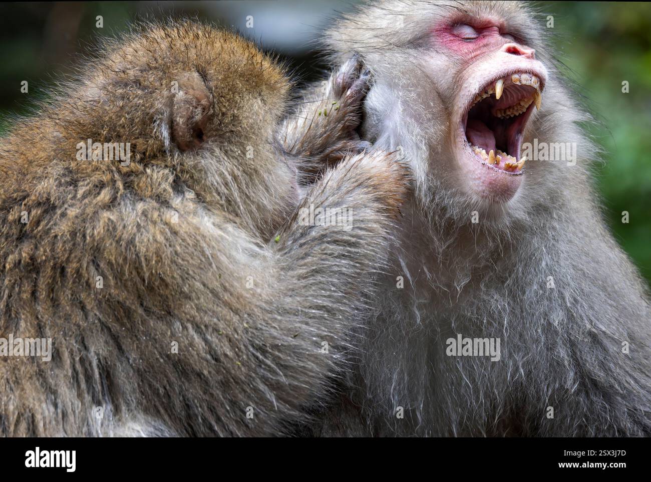 Close up of a Japanese Snow Monkey grooming another monkey with mouth ...