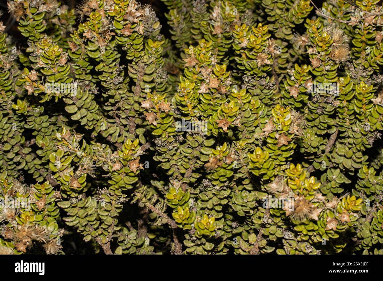 (Olearia nummulariifolia), Plantae, Naseby, New Zealand Stock Photo - Alamy