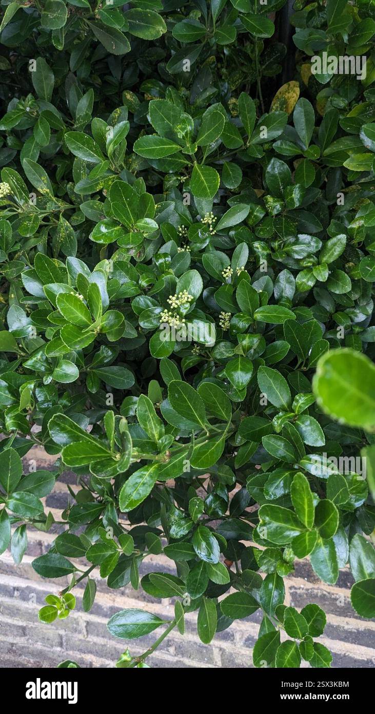 Euonymus Scale (Unaspis euonymi), Insecta, London E12, UK Stock Photo ...