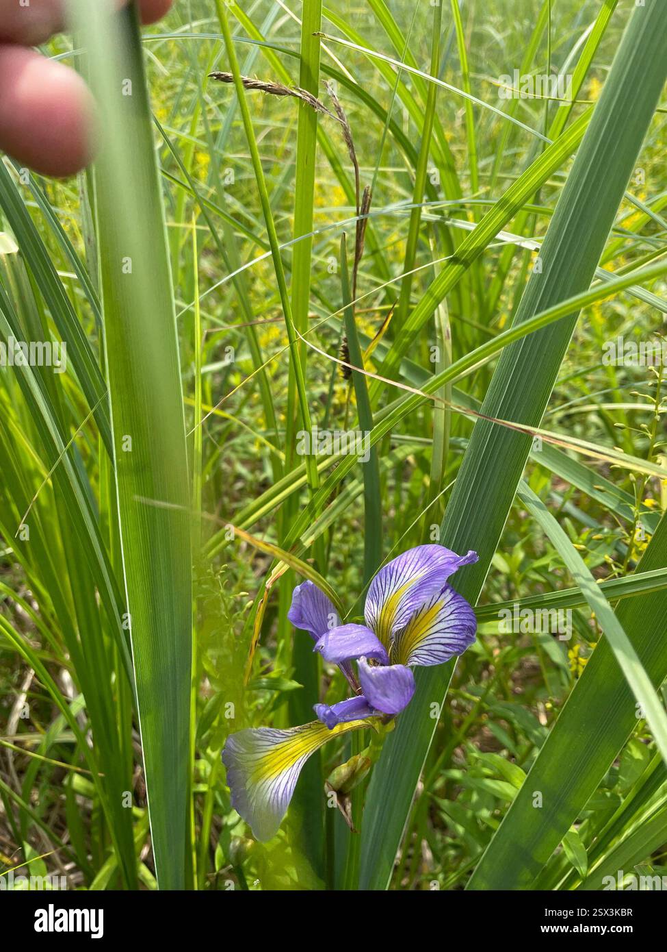 southern blue flag (Iris virginica), Plantae, Killarney, ON, CA Stock ...