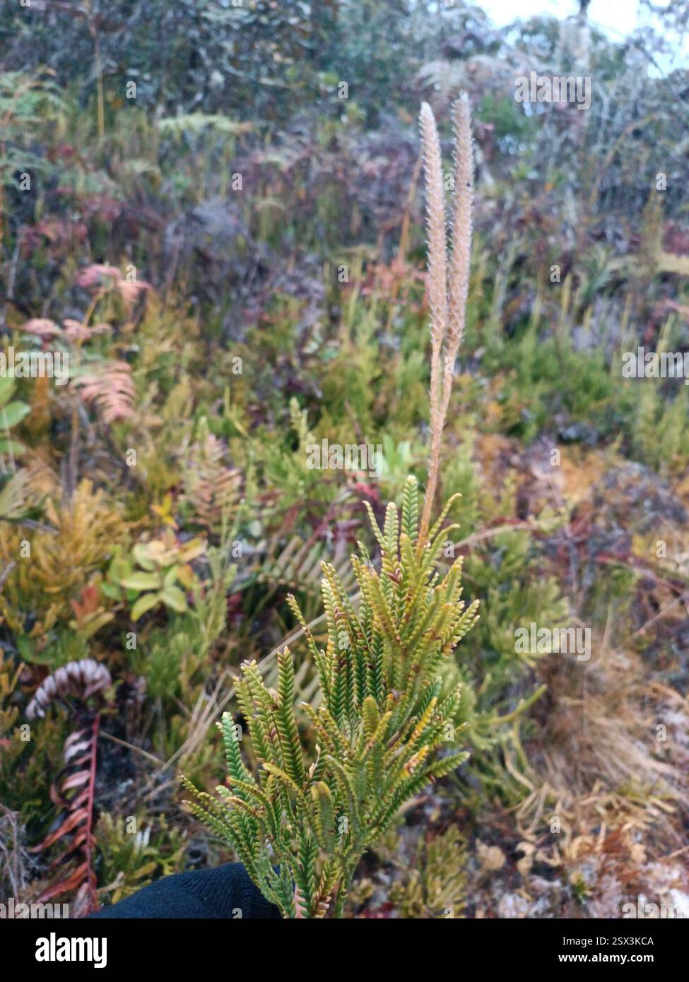 Lycophytes hi-res stock photography and images - Alamy