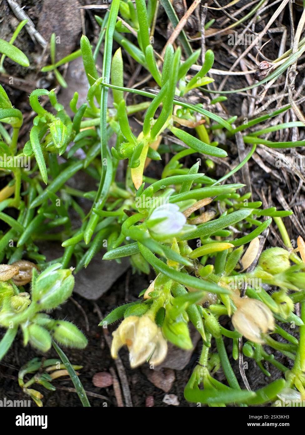Saltmarsh Sand Spurry (Spergularia marina), Plantae, Trowbridge ...