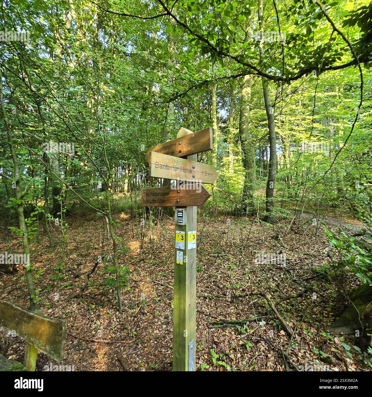 A serene forest trail with signs guiding explorers through natures ...