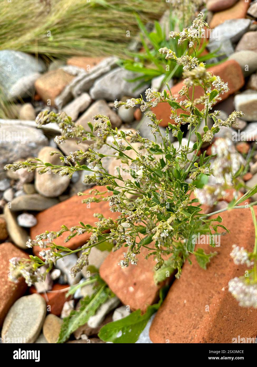 broadleaved pepperweed (Lepidium latifolium), Plantae, Rumney Community ...