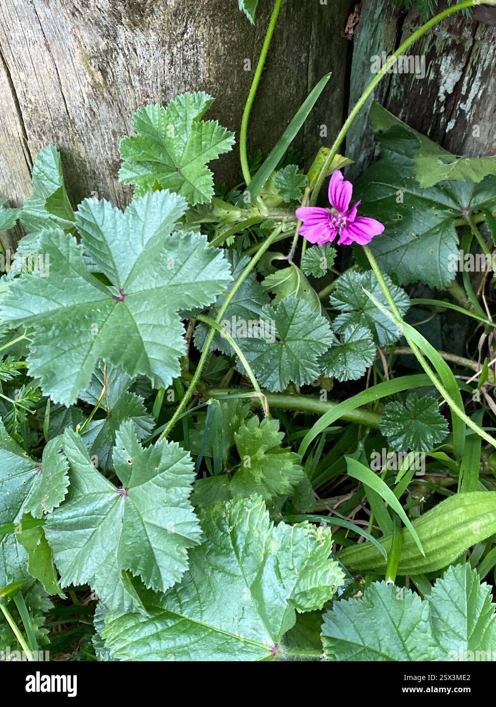 Common Mallow (Malva sylvestris), Plantae, Wellington, NZ-WG, NZ Stock ...