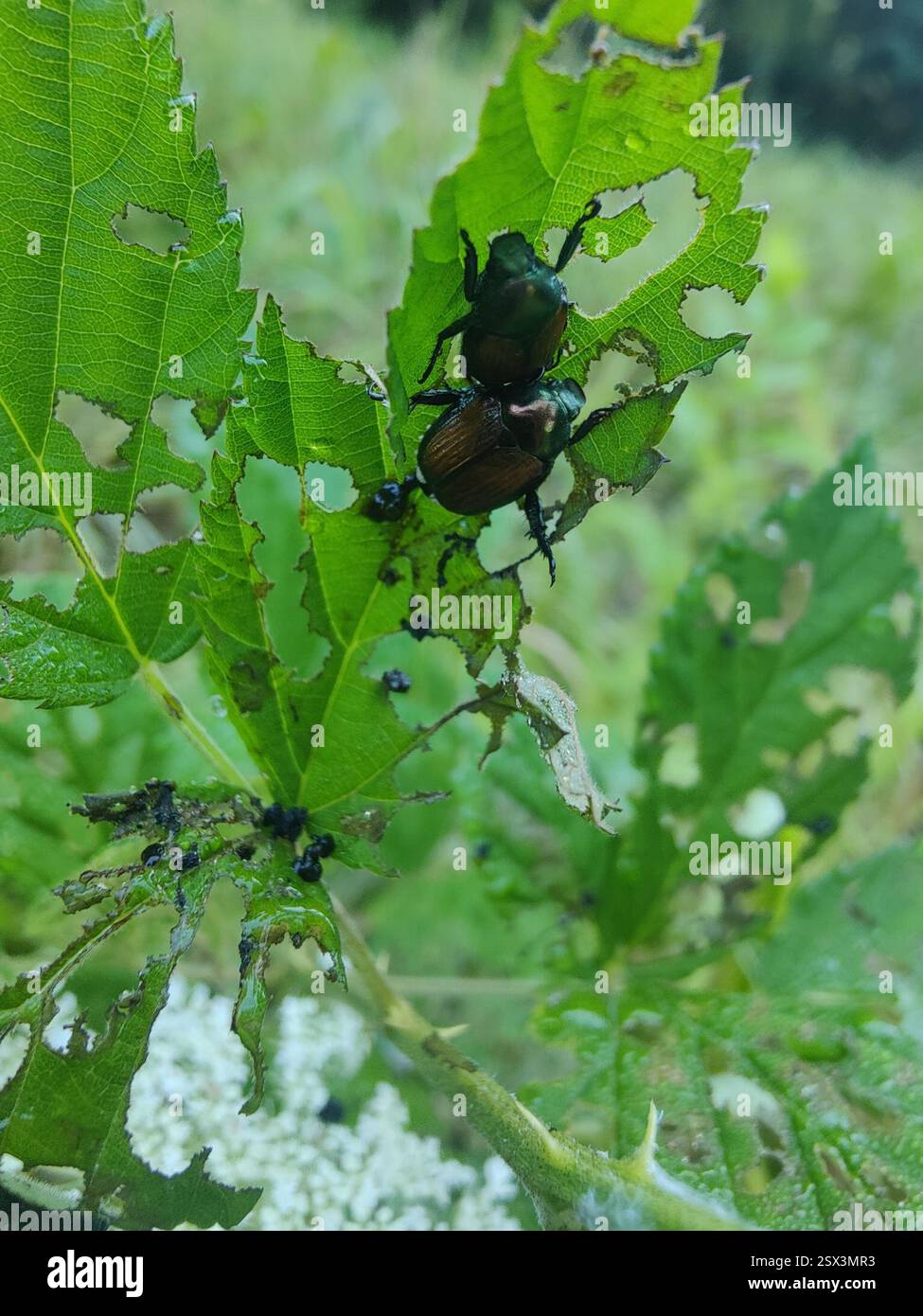 Japanese Beetle (Popillia japonica), Insecta, Toccoa River Sandy ...