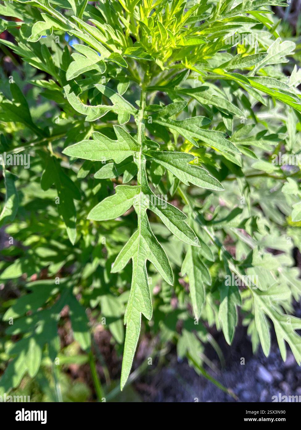 common ragweed (Ambrosia artemisiifolia), Plantae, Silver Spring, MD ...