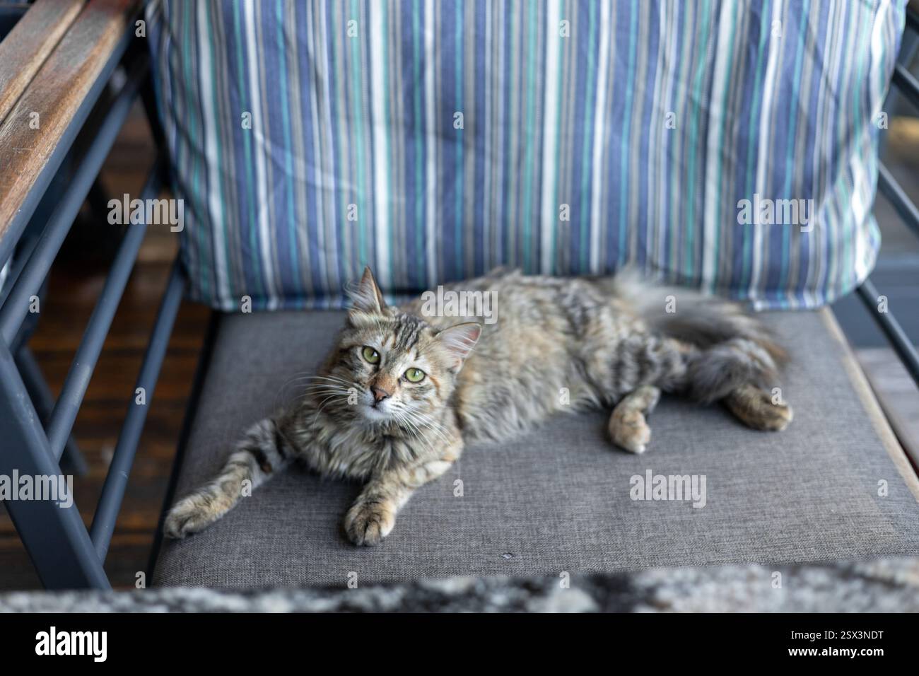 Gray cat comfortably lounges hi-res stock photography and images - Alamy