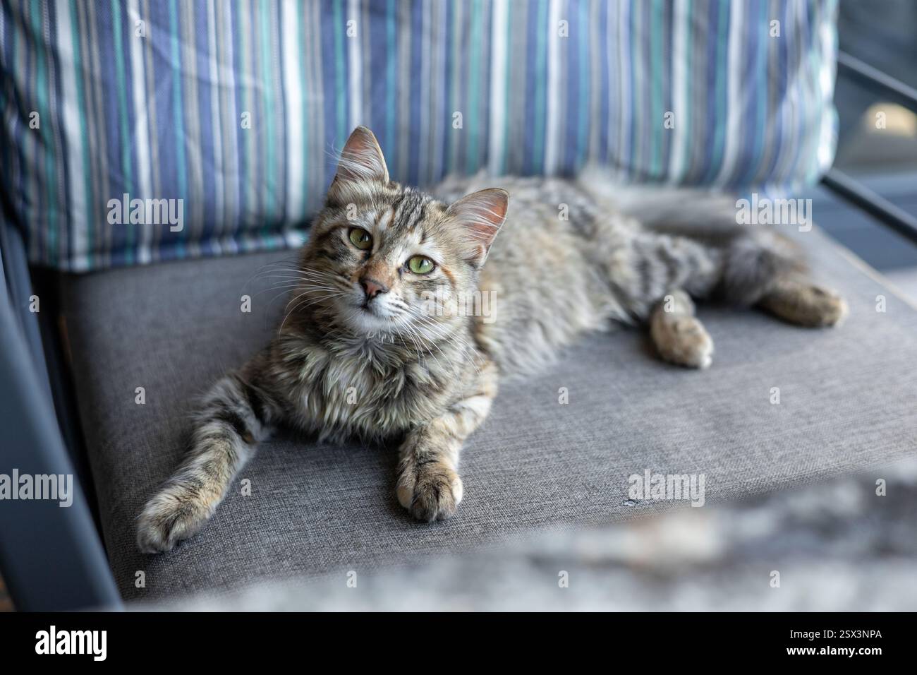Gray cat comfortably lounges hi-res stock photography and images - Alamy