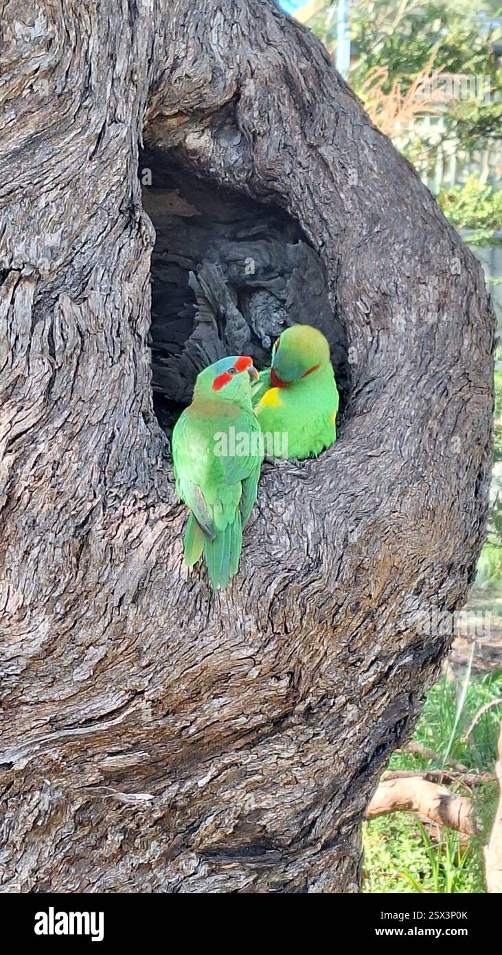 Musk Lorikeet (Trichoglossus concinnus), Aves, Stonyfell SA 5066, Australia Stock Photo - Alamy