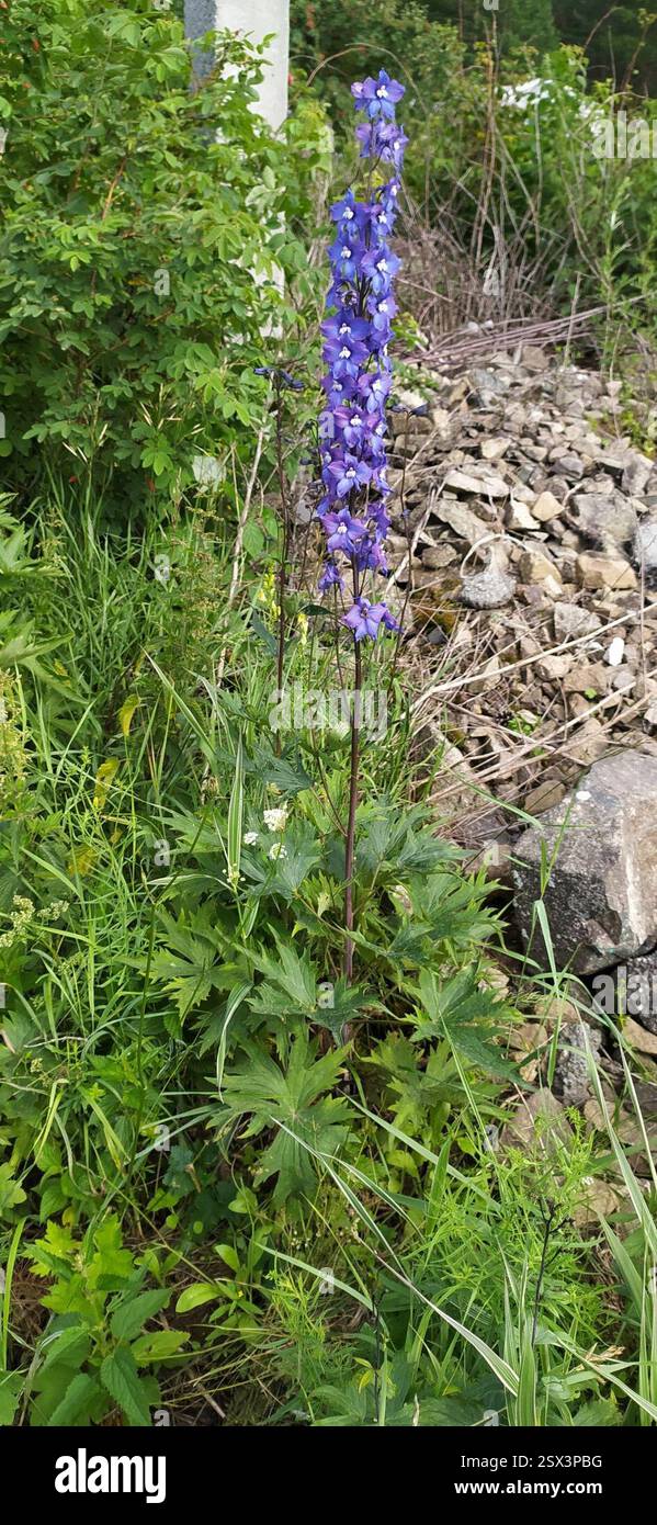 garden delphinium (Delphinium cultorum), Plantae, Свердловская обл., Россия, 624445 Stock Photo ...