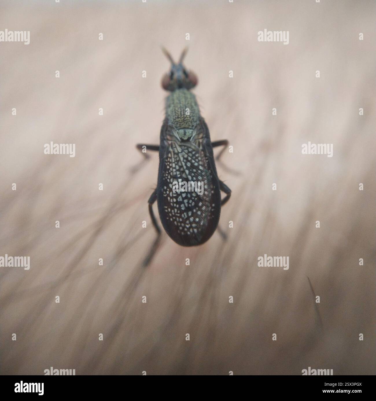 Sieve-winged Snailkiller (Coremacera marginata), Insecta, Kosanin dol ...