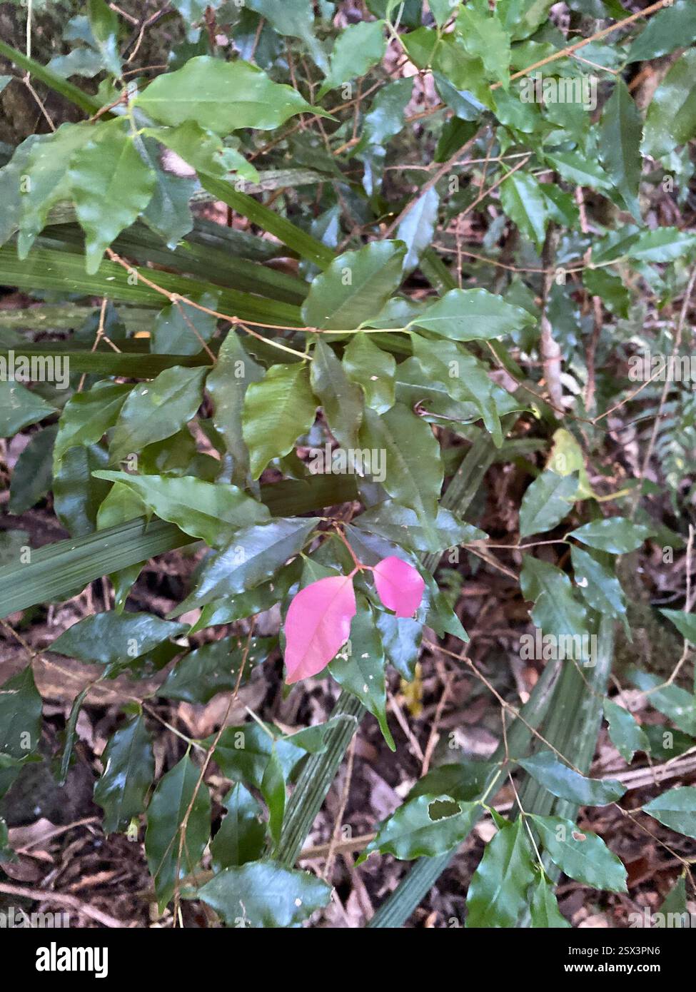 Waterberries (Syzygium), Plantae, Lamington, Beaudesert - Pt B, AU-QL ...