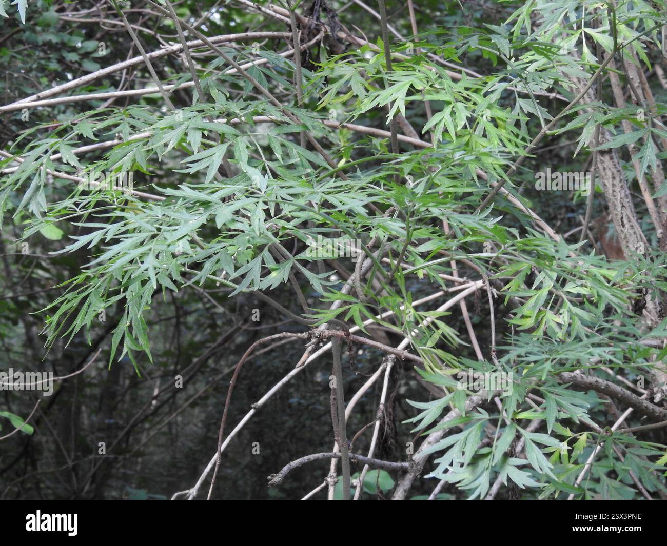 plants (Plantae), Plantae, Neckarau, 68199 Mannheim, Germany Stock ...