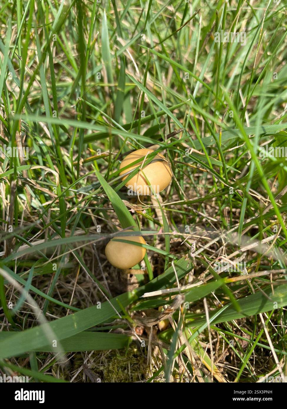 Common Fieldcap (Agrocybe pediades), Fungi, Minges Brook-Riverside ...