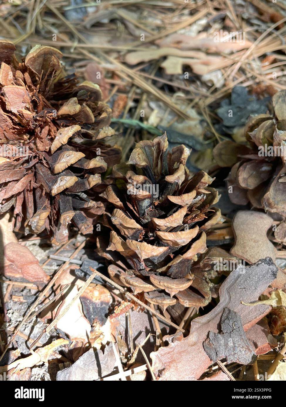 Southwestern Ponderosa Pine (Pinus brachyptera), Plantae, Bandelier ...