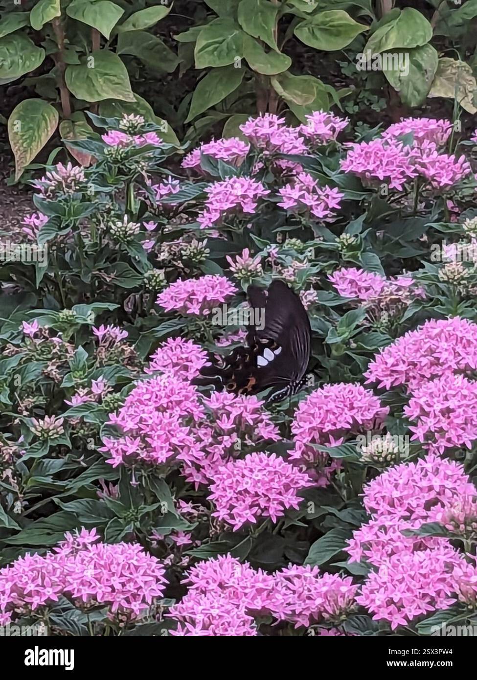 Red Helen Swallowtail (Papilio helenus), Insecta, オリーブ広場, 2-2 ...