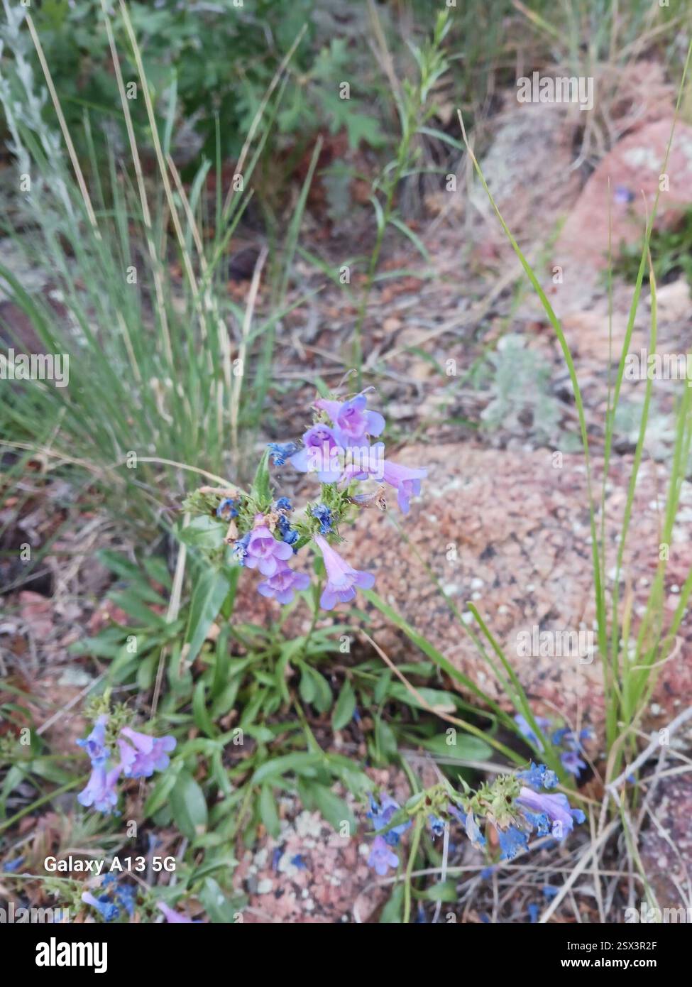 Front Range Beardtongue (Penstemon virens), Plantae, RED FE LKS, CO ...