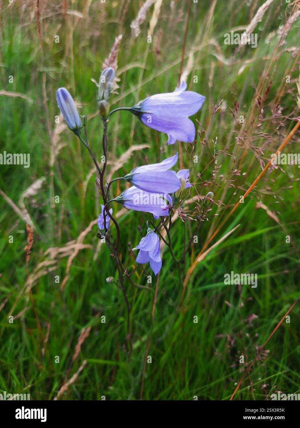 Common Harebell (Campanula rotundifolia), Plantae, Finzean, Banchory ...
