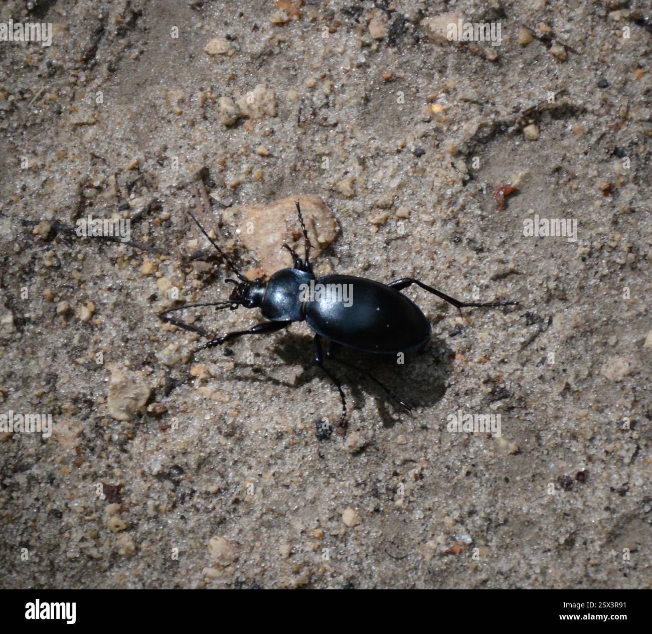 smooth ground beetle (Carabus glabratus), Insecta, Селивановский р-н ...