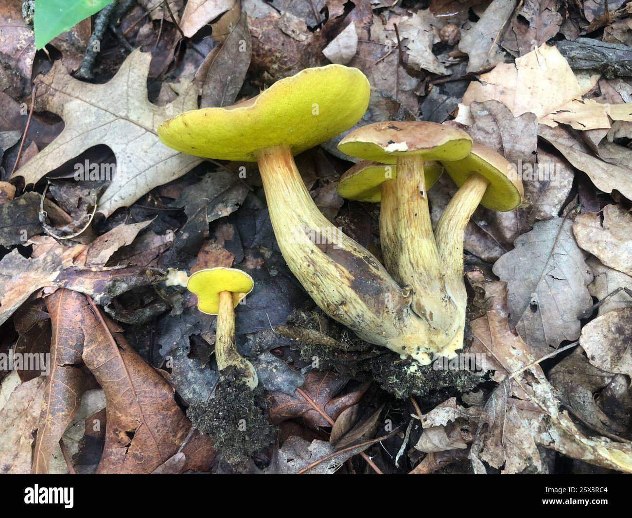 clustered brown bolete (Aureoboletus innixus), Fungi, Maryland, US ...