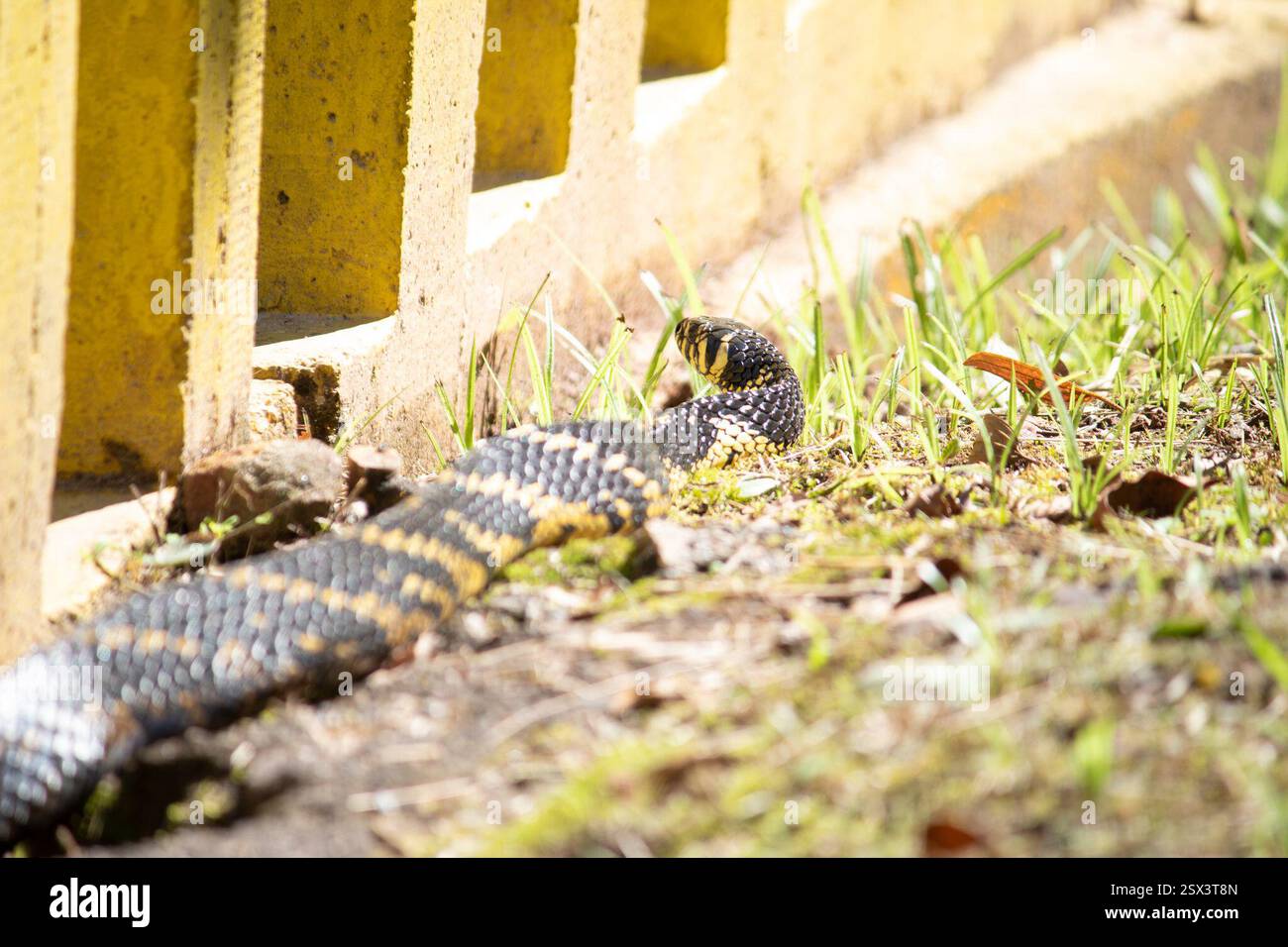 Chicken Snake (Spilotes pullatus), Reptilia, Miracatu, SP, 11850-000 ...